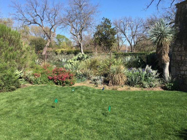 Texas Native Plants Abound - Dallas Arboretum and Botanical Garden Blog
