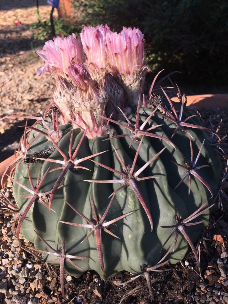 Texas Native Plants Abound - Dallas Arboretum and Botanical Garden Blog