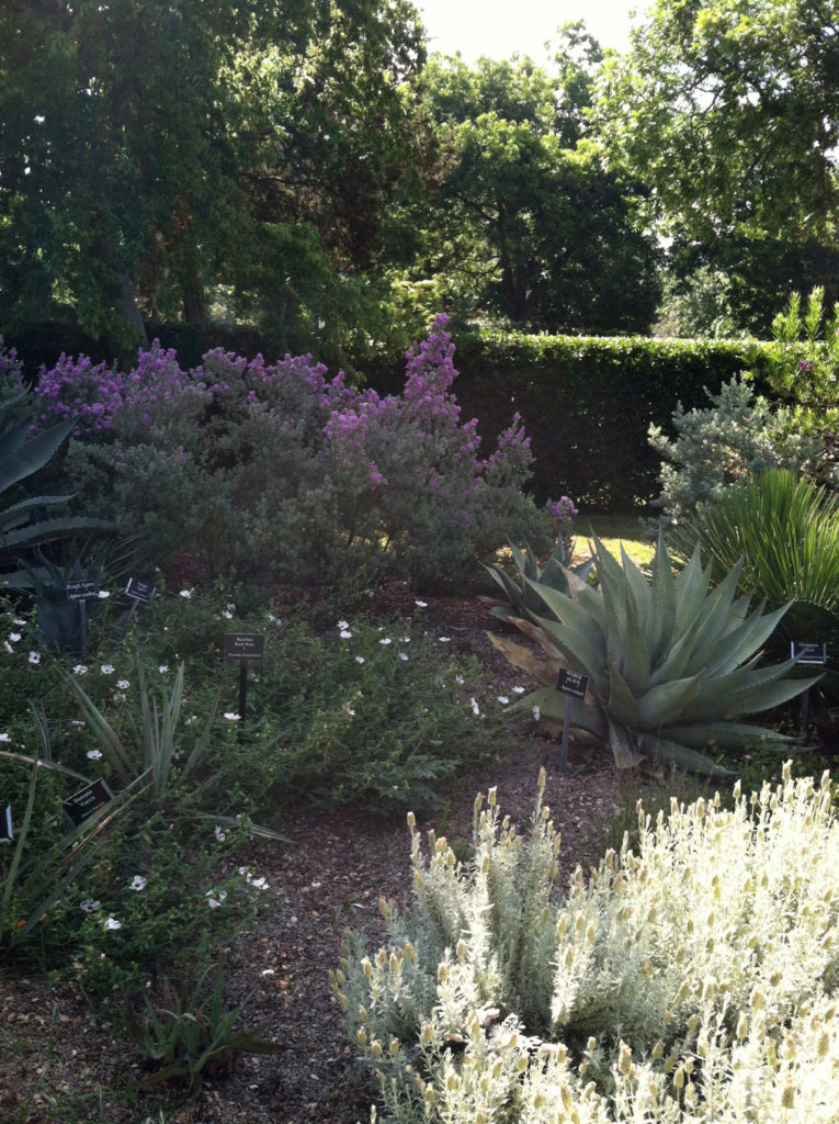 texas native plant lab 2 - Dallas Arboretum and Botanical Garden Blog
