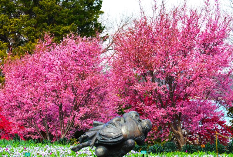 Cherry Trees Grace The Dallas Arboretum - Dallas Arboretum and ...