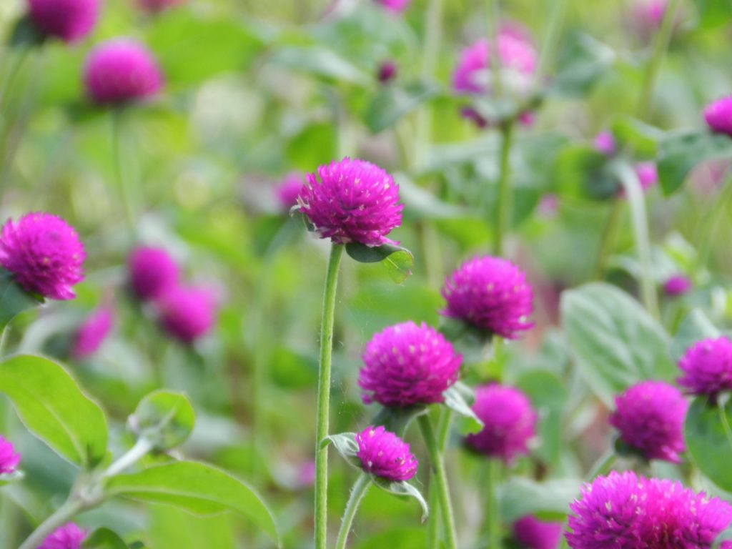 Gomphrena - Globe Amaranth - Dallas Arboretum and Botanical Garden Blog
