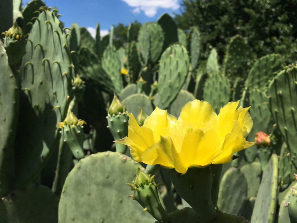 The Texas Native Plant Lab Comes Alive This Spring at the Dallas ...