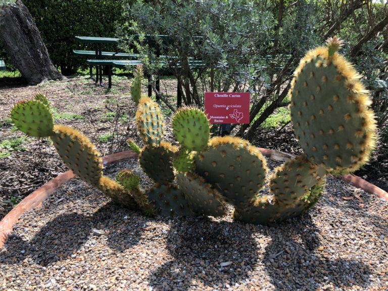 opuntia aciculata 2 - Dallas Arboretum and Botanical Garden Blog