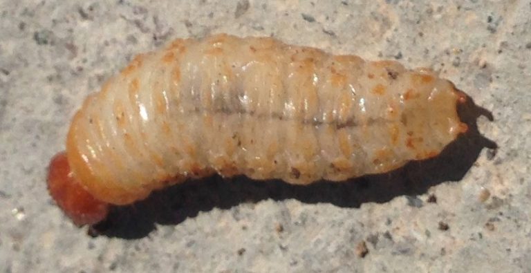 agave weevil larvae - Dallas Arboretum and Botanical Garden Blog